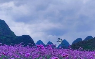 马鞭草长什么样_马鞭草植物特征