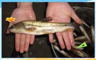 高原裸鲤是什么鱼_高原裸鲤可以吃吗