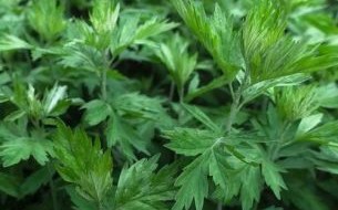 熏艾草真的会致癌吗_如何安全使用艾草