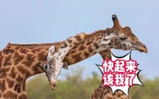 长颈鹿怎么睡觉_长颈鹿为什么站着睡