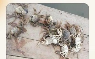 螃蟹死了能不能吃了_死了的螃蟹多久不能吃