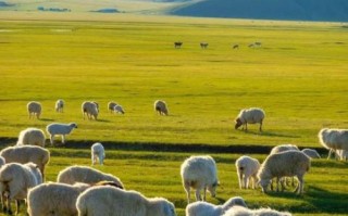 呼伦贝尔大草原旅游景点_几月去最美