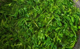 青团是什么做的_青团为什么用艾草