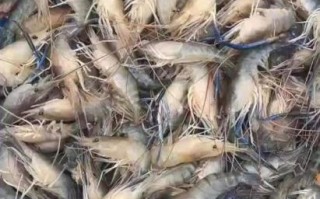 罗氏沼虾多少钱一斤_罗氏沼虾价格受哪些因素影响