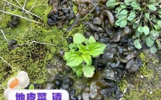 野生地皮菜有什么好处_地皮菜营养价值