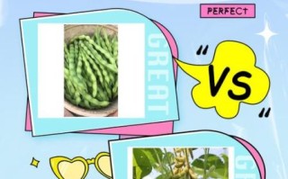黄豆和青豆哪个蛋白质更高_区别与功效全解析