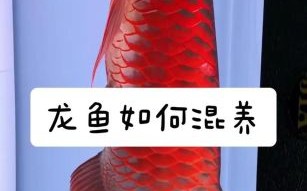 龙鱼和什么鱼混养最好_龙鱼混养最佳搭配