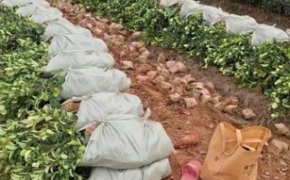 油茶树施什么肥比较好_油茶树施肥时间和方法