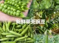 雪豆和豌豆的区别_哪个营养价值更高
