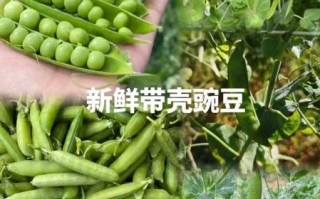 雪豆和豌豆的区别_哪个营养价值更高