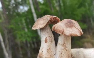 毛尖蘑多少钱一斤_毛尖蘑价格行情