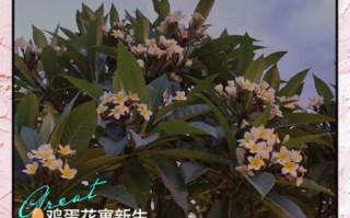鸡蛋花的花语是什么_鸡蛋花适合送什么人