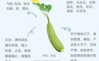 丝瓜有什么功效_丝瓜能减肥吗