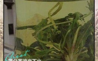 蒲公英泡水喝的功效_长期喝有什么副作用