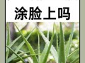 芦荟敷脸的正确方法_敏感肌能用芦荟直接敷脸吗