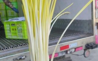 蒜黄价格多少钱一斤_蒜黄价格为何波动大