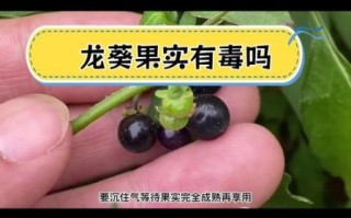 龙葵果的毒性有多大_吃了会中毒吗