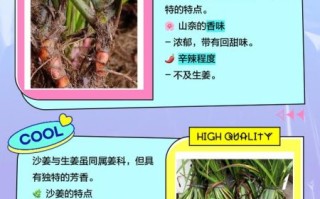 三奈是什么_三奈和沙姜的区别