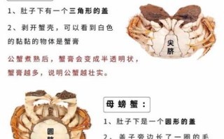 母蟹和公蟹的区别_如何挑选母蟹和公蟹