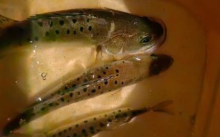 鲈鱼怎么钓_用什么饵多深