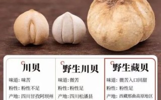 藏贝母骗局是真的吗_如何辨别真假藏贝母