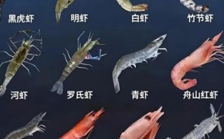 虾的种类有哪些_虾怎么挑选才新鲜