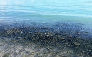 青海湟鱼图片大全_湟鱼为什么禁止捕捞