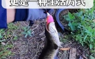 黑立鱼怎么钓_黑立鱼多少钱一斤