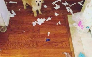 pumpkin怎么读_pumpkin发音音标