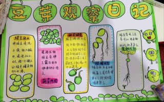 豆芽生长过程记录_怎么在家快速发豆芽