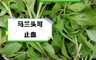 马兰头有什么功效与作用_马兰头食用禁忌有哪些