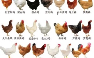 鸡的品种大全图片_如何挑选适合家养的鸡