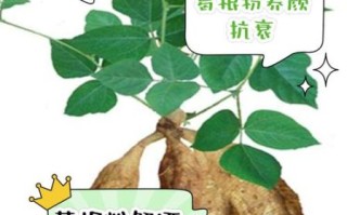 葛根粉的功效与作用_葛根粉对人体有什么好处