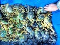 固城湖大闸蟹多少钱一斤_固城湖大闸蟹价格行情
