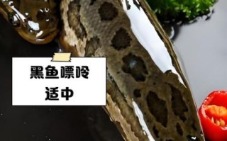 黑鱼不适合什么人吃_痛风患者能吃黑鱼吗