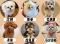 小型犬品种大全_适合家养不掉毛的小型犬有哪些