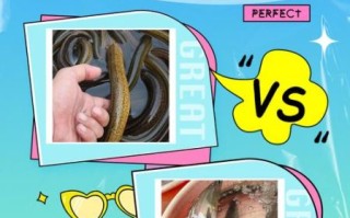 鳗鱼壮阳是真的吗_鳗鱼与性功能关系