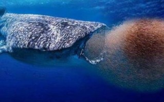 什么动物的鞭最大_蓝鲸生殖器长度揭秘