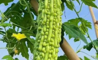 凉拌苦瓜的功效与作用_苦瓜凉拌吃能减肥吗