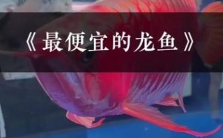 十大名贵观赏鱼有哪些_为什么龙鱼价格最高