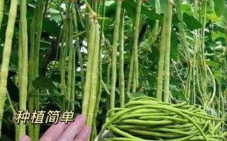 豇豆种子怎么选_豇豆种子图片怎么看
