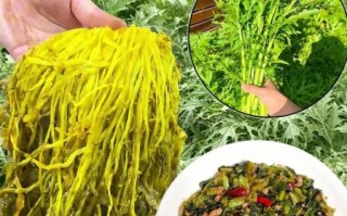 雪里红和芥菜的区别_哪个更适合腌制