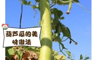 菜葫芦怎么炒好吃_菜葫芦的家常做法步骤