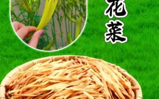 黄花菜图片大全_新鲜黄花菜怎么挑选