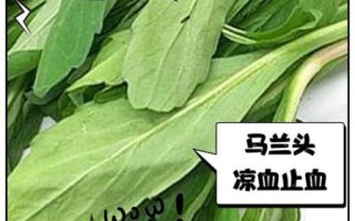 马兰头野菜的功效与作用_怎么吃最健康