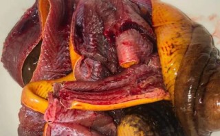 黄鳝血怎么吃最有营养_黄鳝血的功效与做法