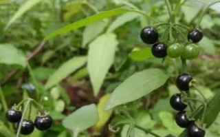 龙葵的功效与作用_龙葵能治什么病