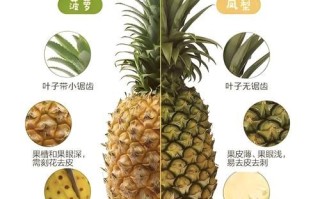 凤梨和菠萝是一个品种吗_凤梨和菠萝的区别