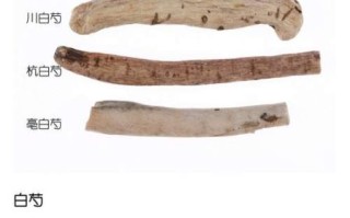 白芍图片大全大图_如何辨别真假白芍