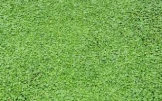 马蹄金草坪图片_马蹄金草坪怎么养护